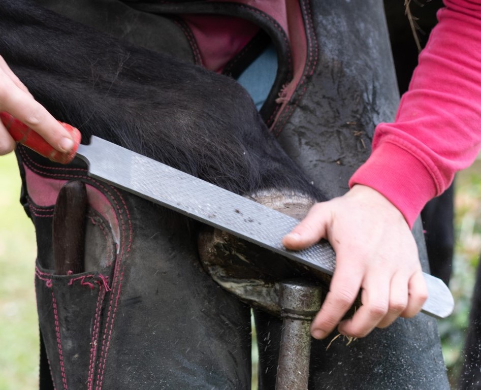 Parage cheval Pontivy, Vannes, Ploermel, Redon, Bretagne
